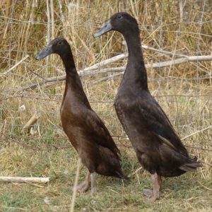 Indian Runner Duck - Breed Profile - Backyard Poultry